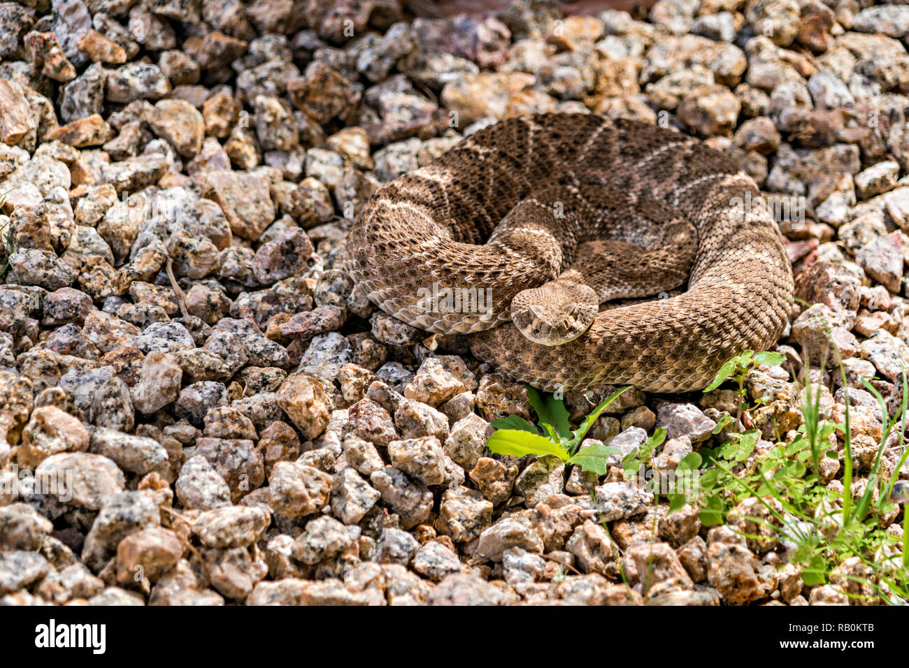 Venomous snake eyes hi-res stock photography and images - Alamy