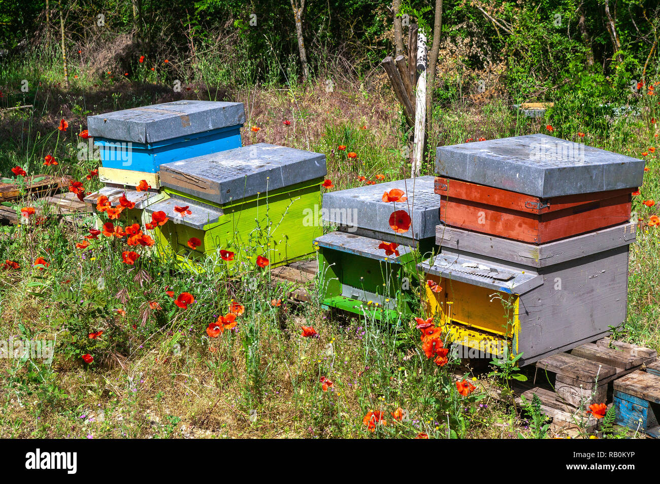 bee hive boxes in the countryside, Abruzzo Stock Photo - Alamy