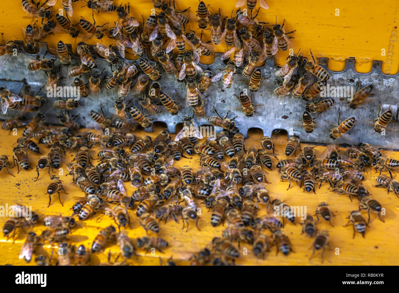 gateway bee hive boxes in the countryside, Abruzzo Stock Photo - Alamy