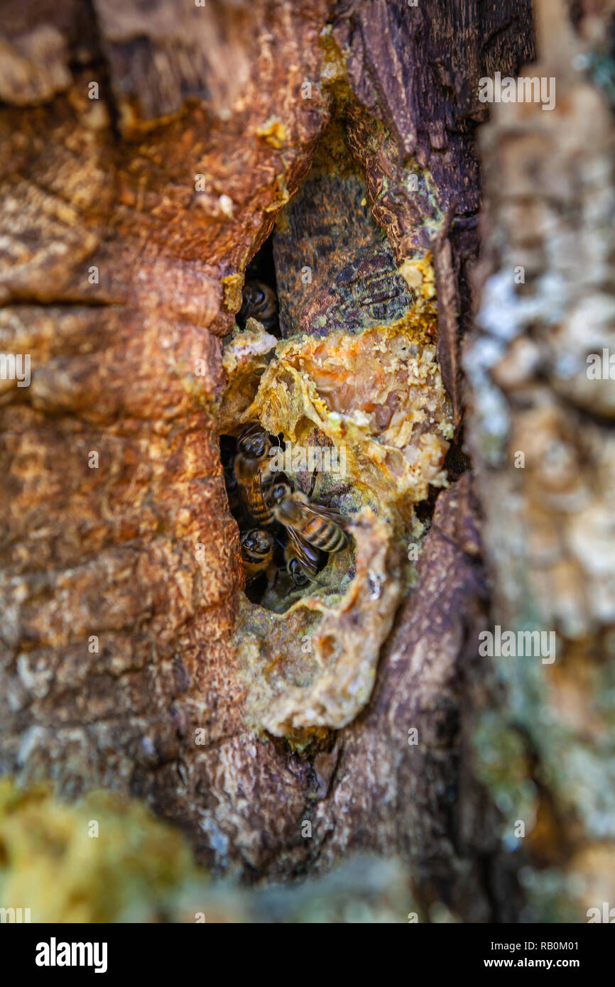 wild beehive in the hollow of a tree Stock Photo - Alamy