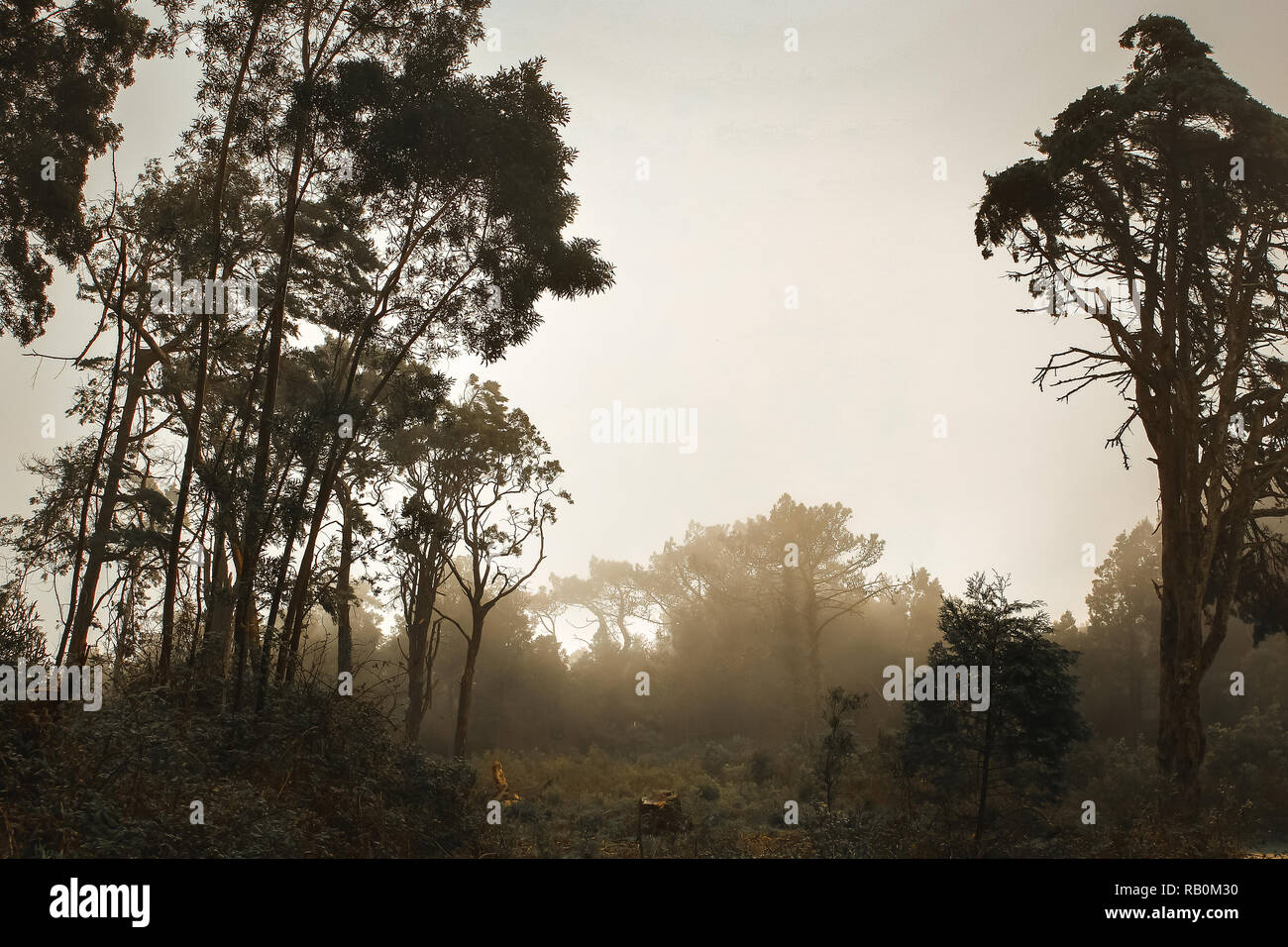 The mystical fog of the Sintra forest Stock Photo - Alamy