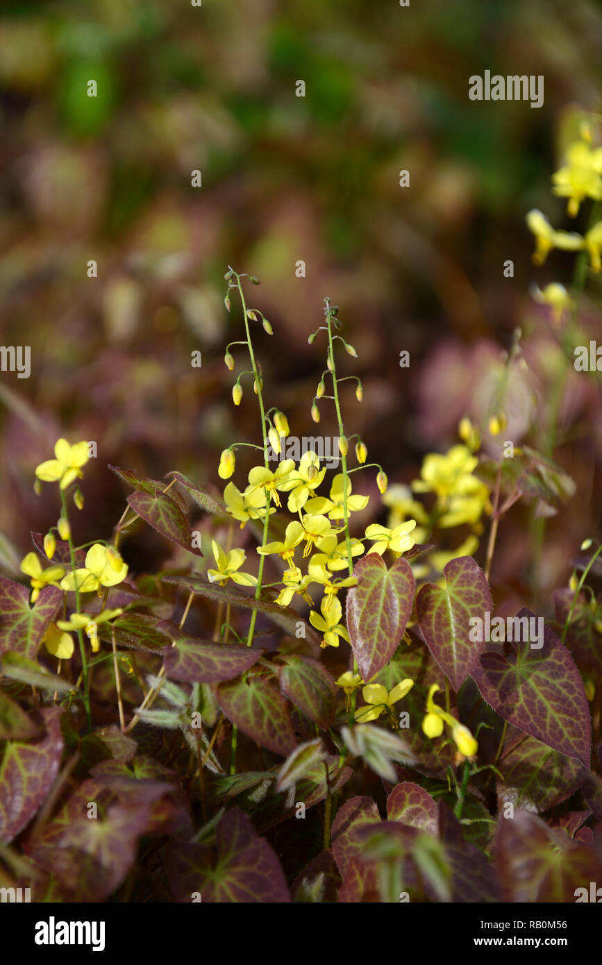 Epimedium perralchicum frohnleiten hi-res stock photography and images ...