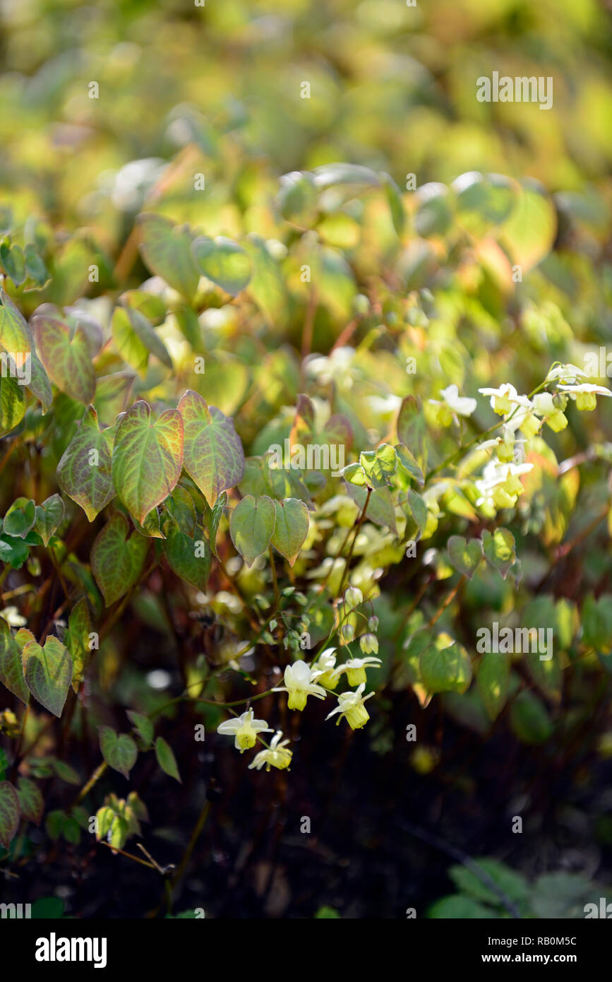 epimedium x versicolor sulphureum,yellow,flowers,woodland,perennials ...