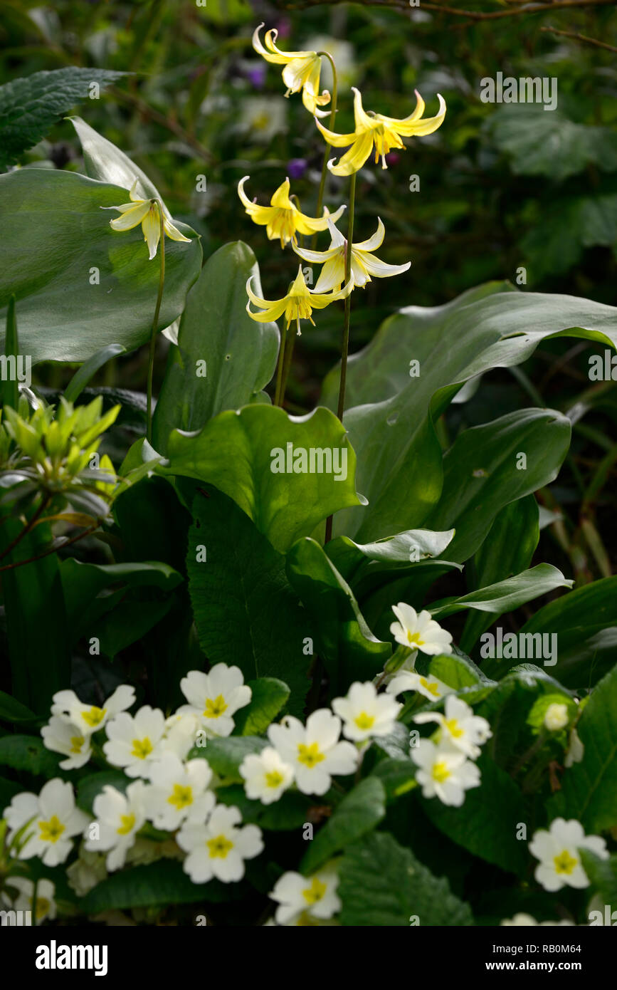 Primula vulgaris,erythronium pagoda,primrose,primroses,yellow,cream ...