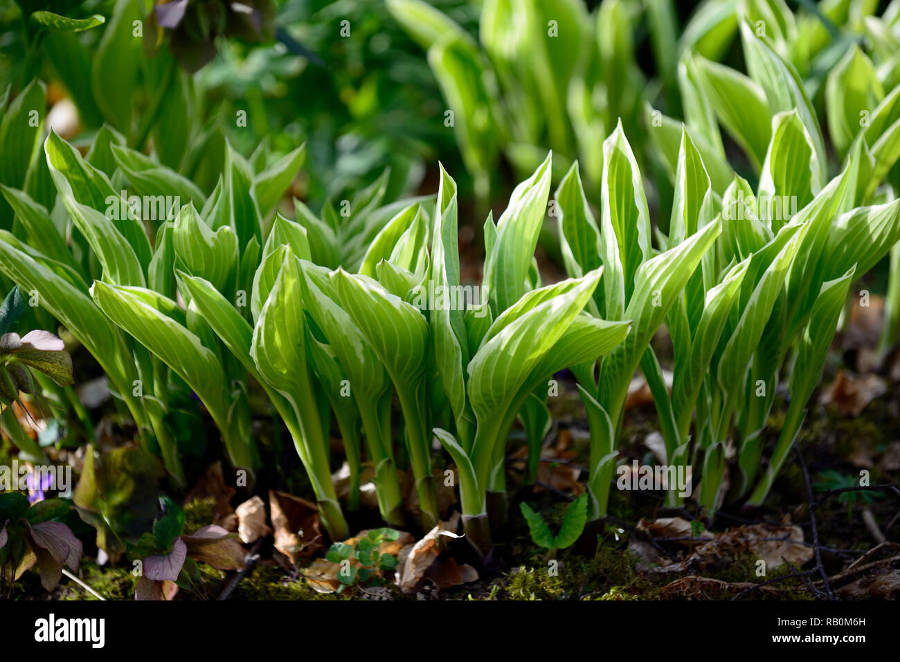 New hosta leaves hi-res stock photography and images - Alamy