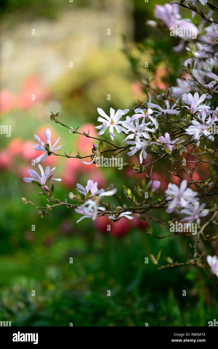 magnolia stellata,diffuse,narrow depth of focus,shallow depth of field ...