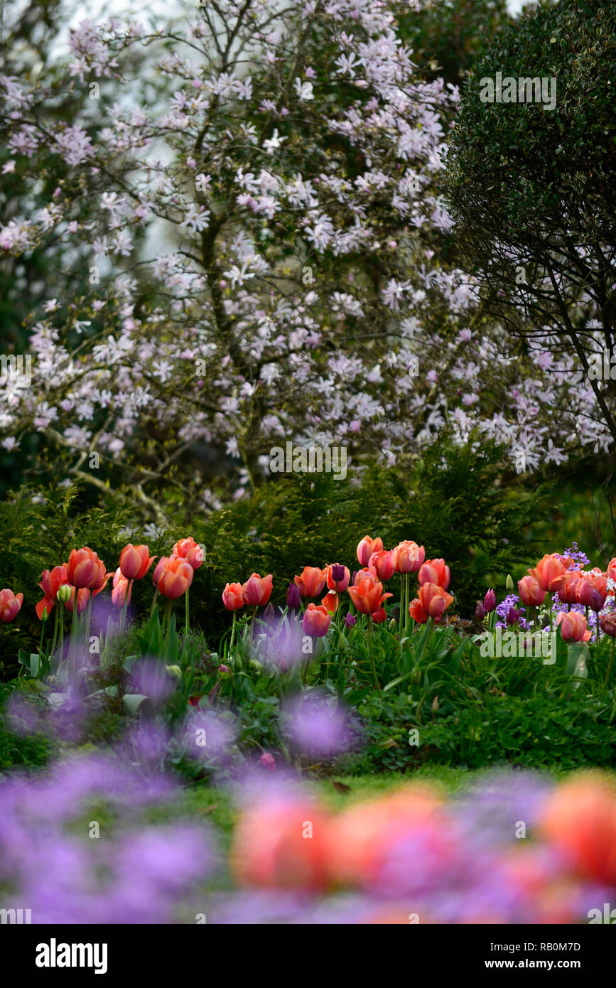 magnolia stellata,diffuse,narrow depth of focus,shallow depth of field ...