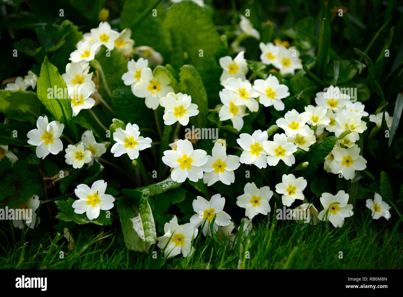 Shaded cream hi-res stock photography and images - Alamy