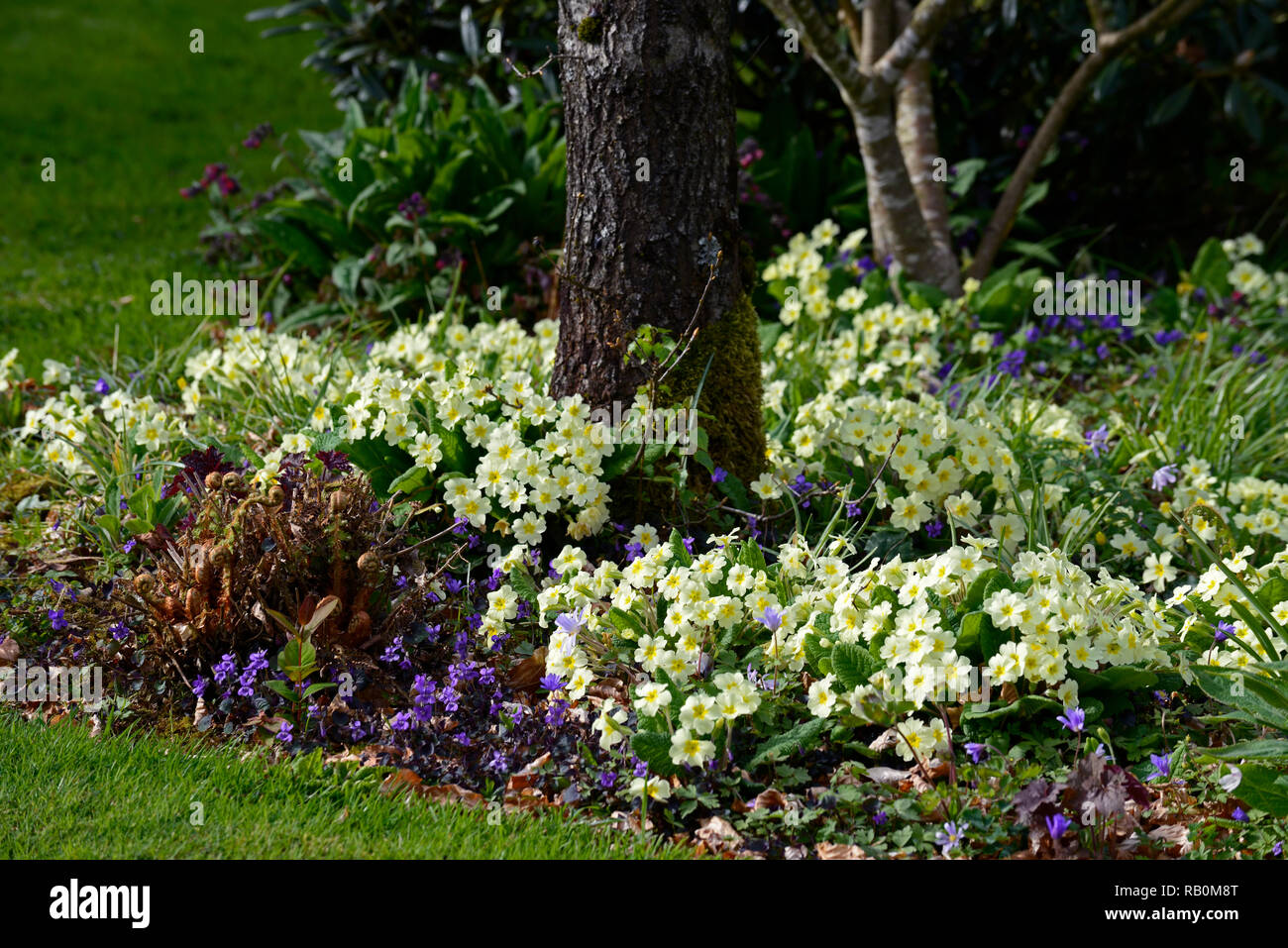 Primula vulgaris, primrose,primroses,yellow,cream,flower,flowers ...