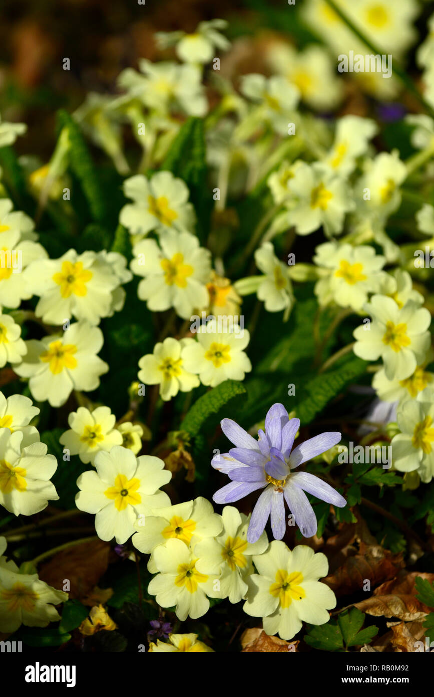 Primula vulgaris, primrose,primroses,yellow,cream,flower,flowers ...