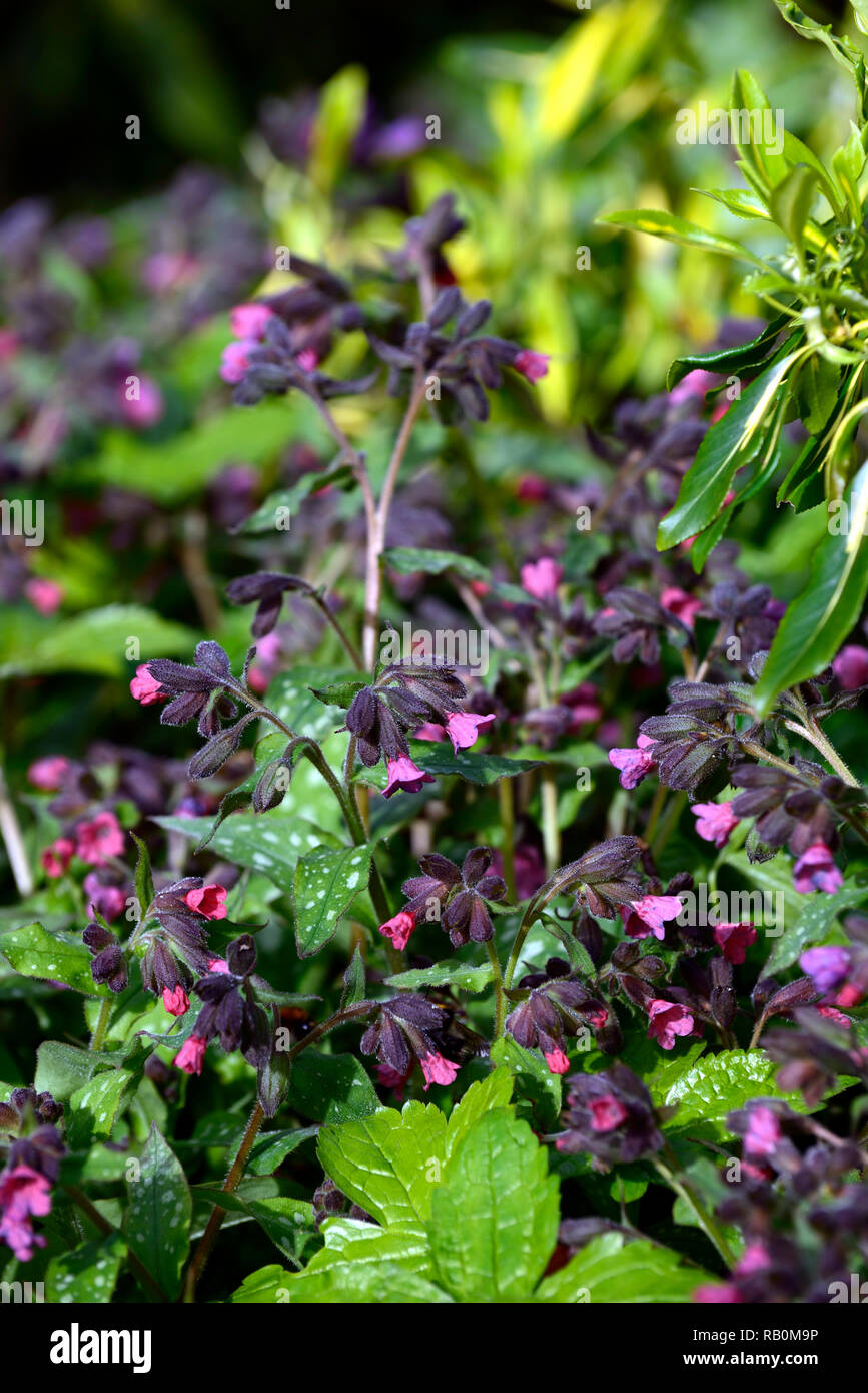 Red lungwort pulmonaria rubra hi-res stock photography and images - Alamy