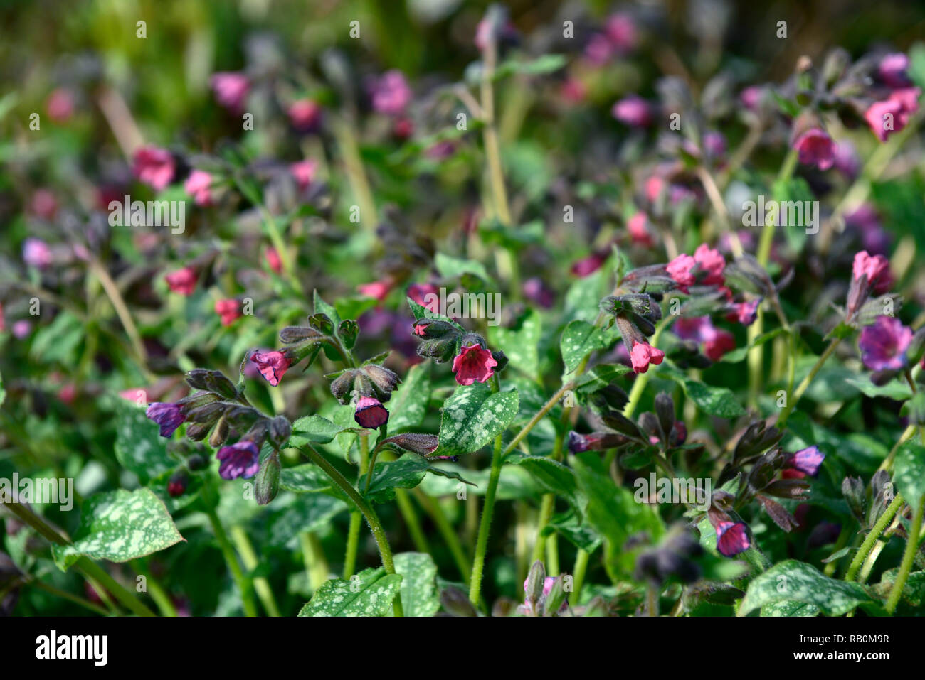 Pulmonaria rubra bowles red hi-res stock photography and images - Alamy