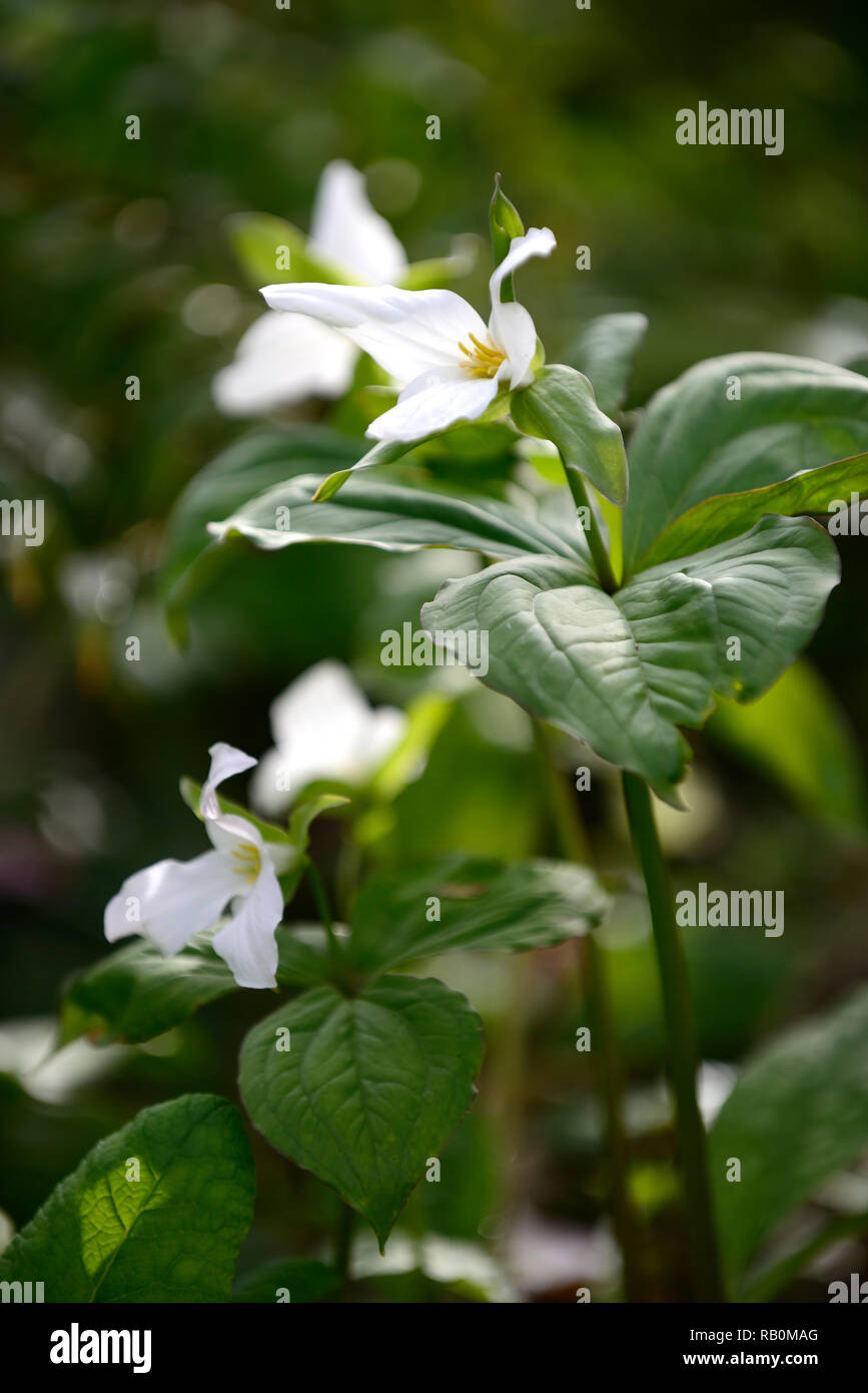 trillium grandiflorum,shade,shaded,shady,wood,woodland,white,flower ...