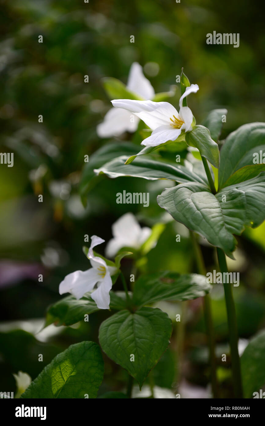 trillium grandiflorum,shade,shaded,shady,wood,woodland,white,flower ...