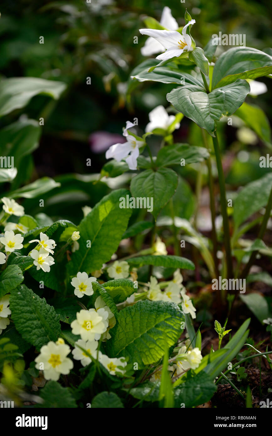 trillium grandiflorum,Primula vulgaris, primrose,primroses,yellow,cream ...
