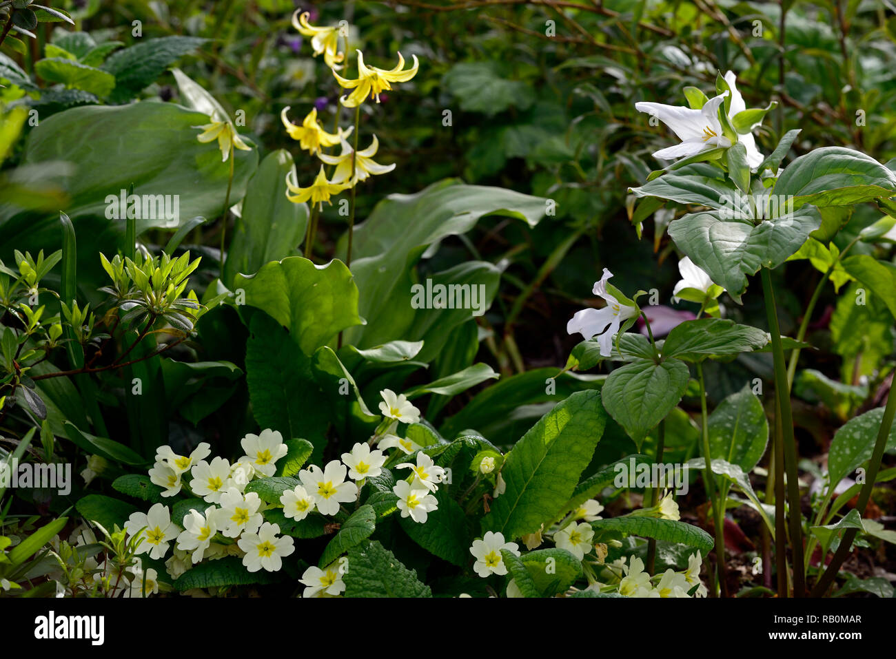 Trillium and primrose hi-res stock photography and images - Alamy