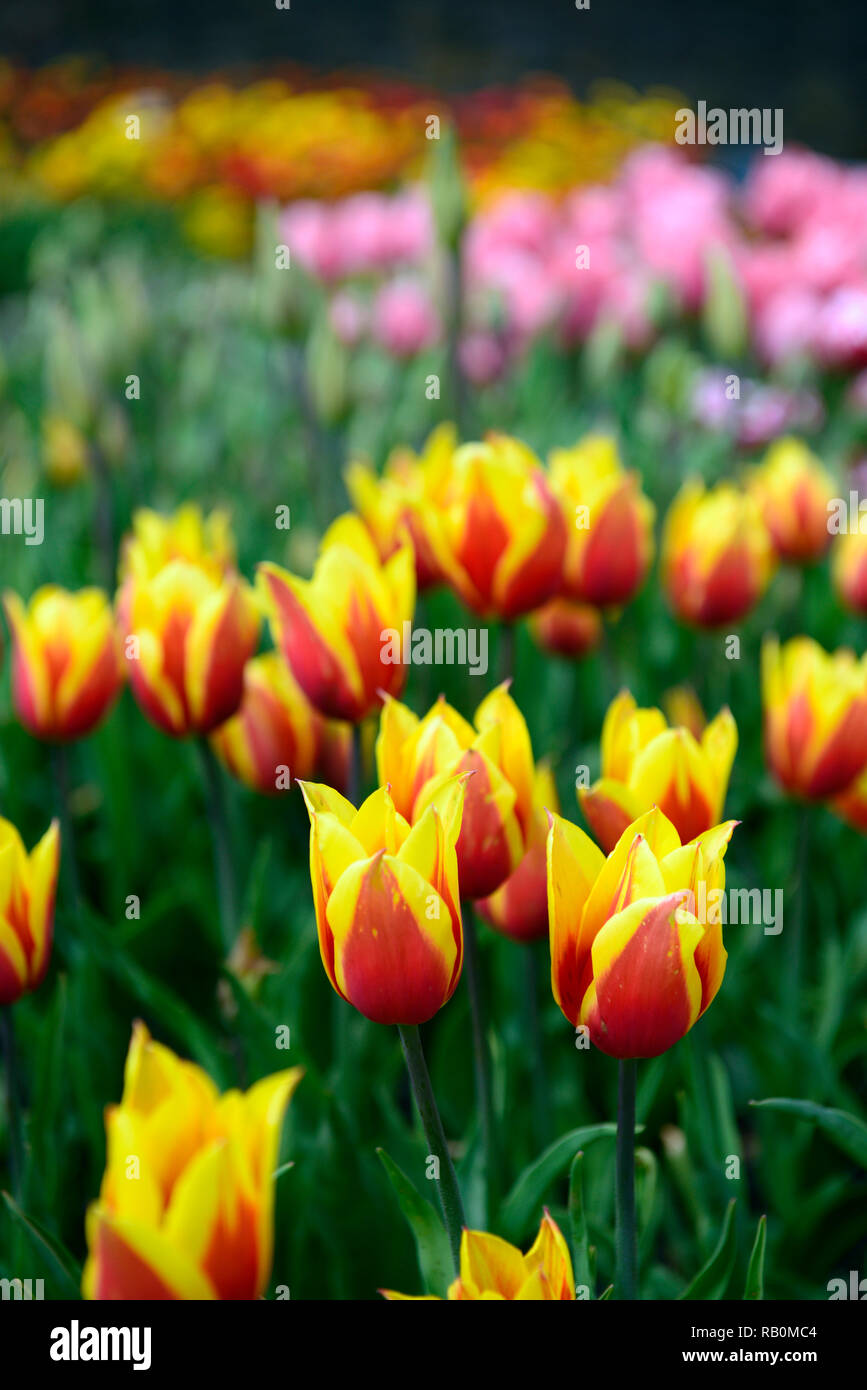 tulipa aladdin,tulip aladdin,scarlet red yellow,bicolor,lily flowered ...
