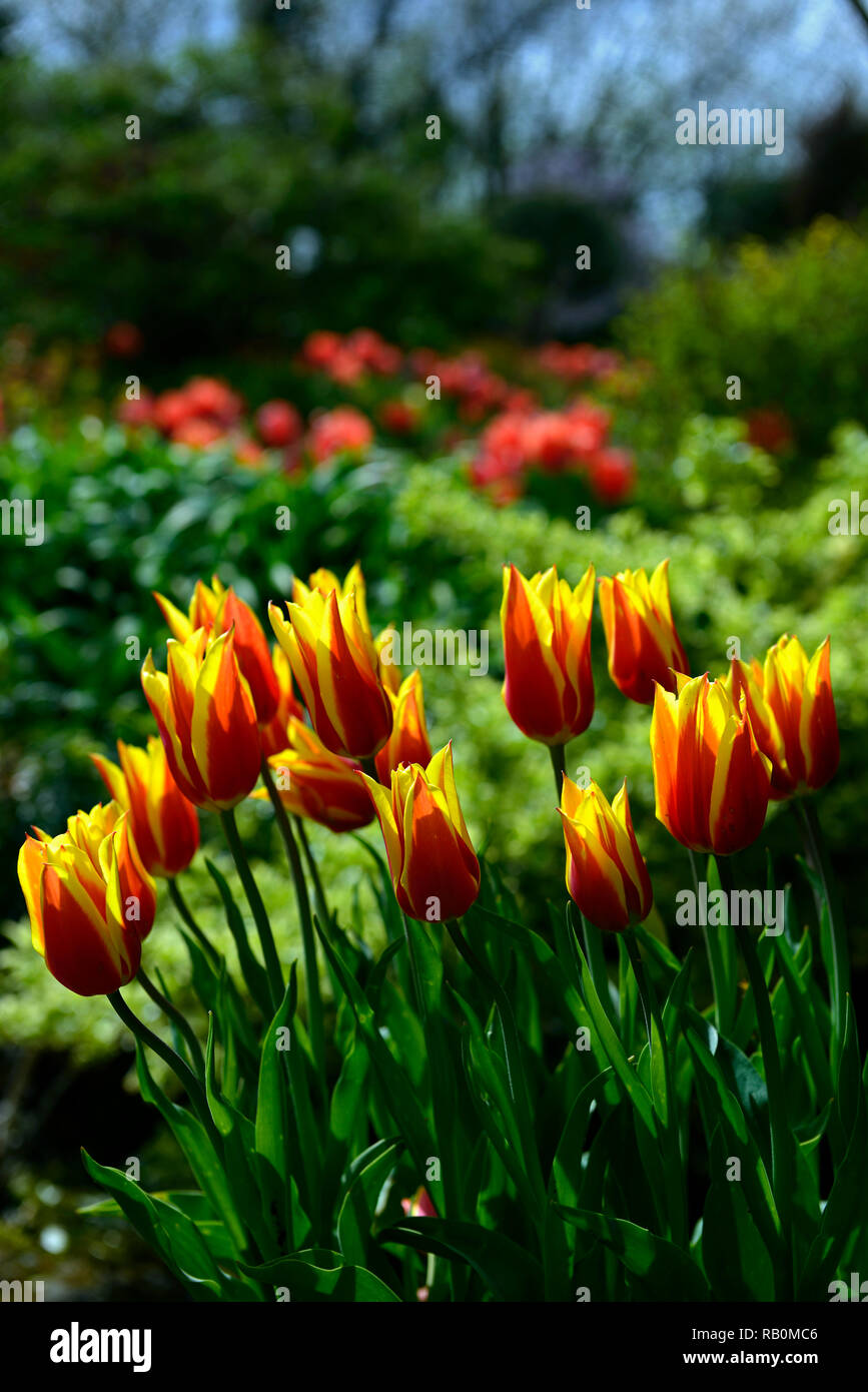 tulipa aladdin,tulip aladdin,scarlet red yellow,bicolor,lily flowered ...