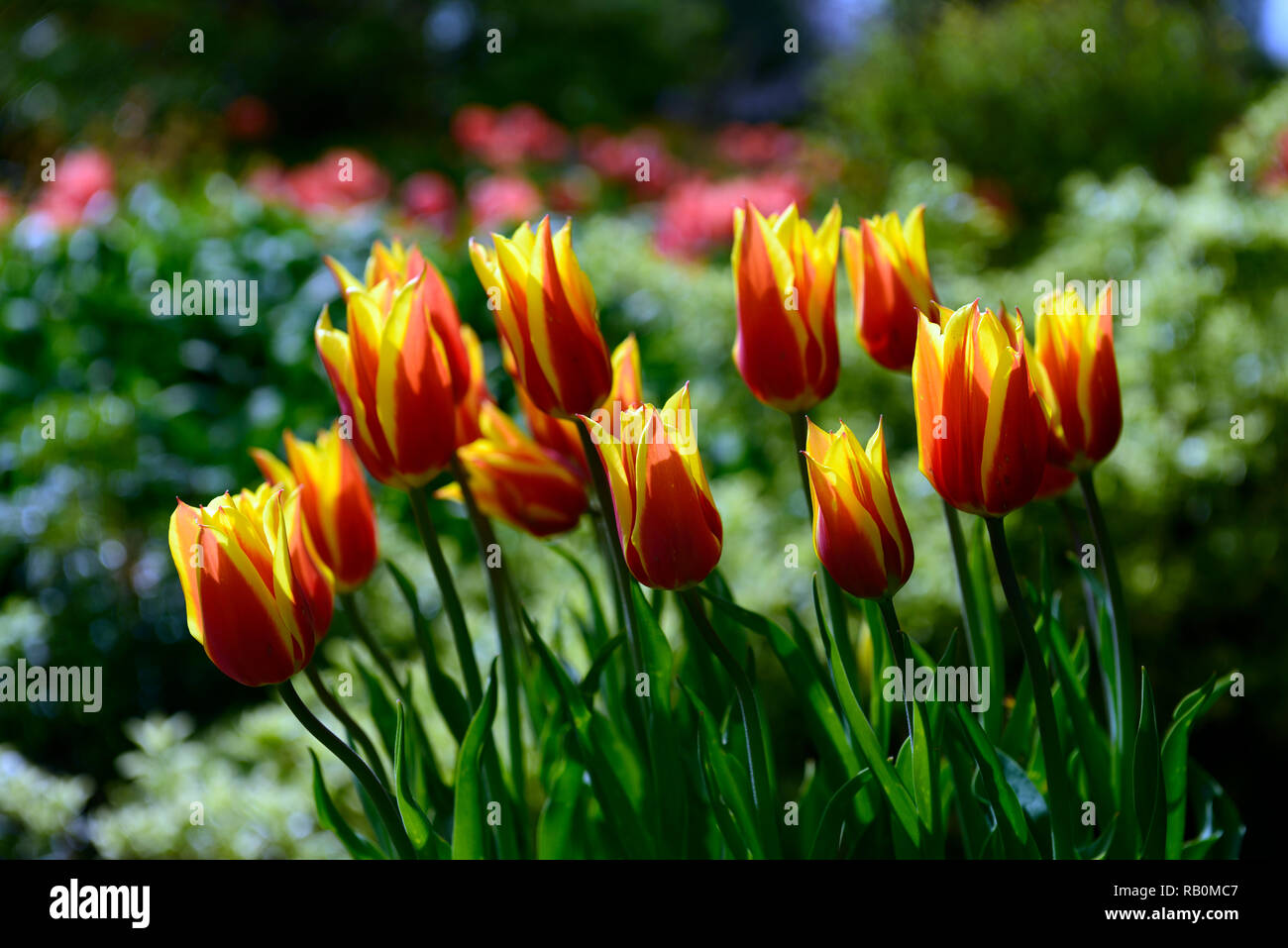 tulipa aladdin,tulip aladdin,scarlet red yellow,bicolor,lily flowered ...