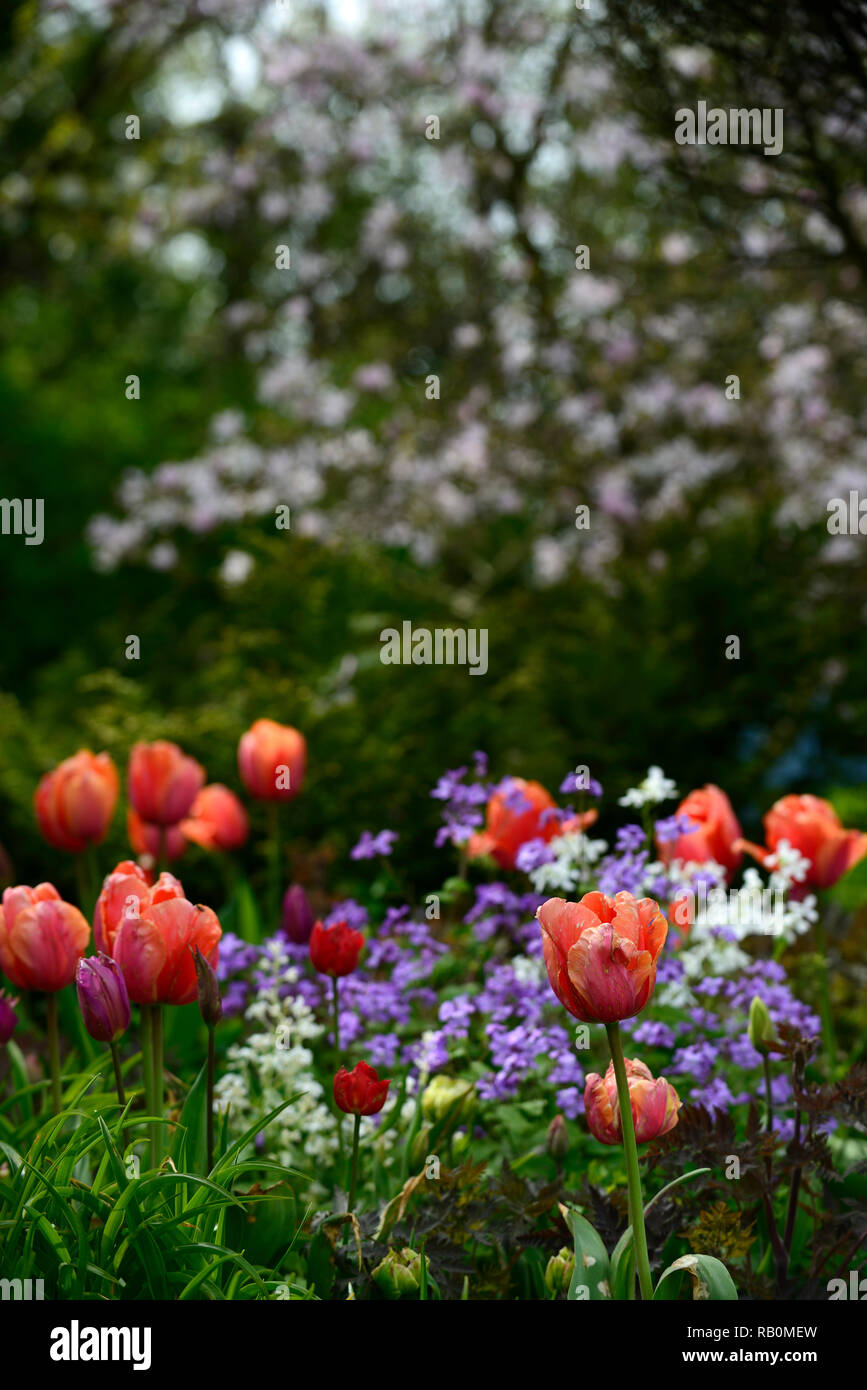Tulip menton hi-res stock photography and images - Alamy