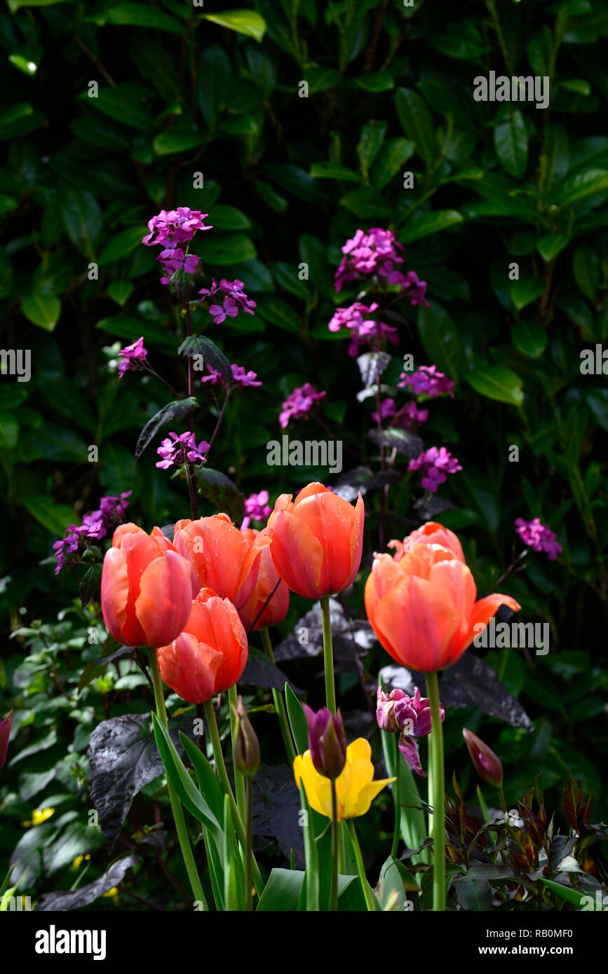 tulipa menton,tulip menton,tulips,tulip,orange,red,peach,flower,flowers ...