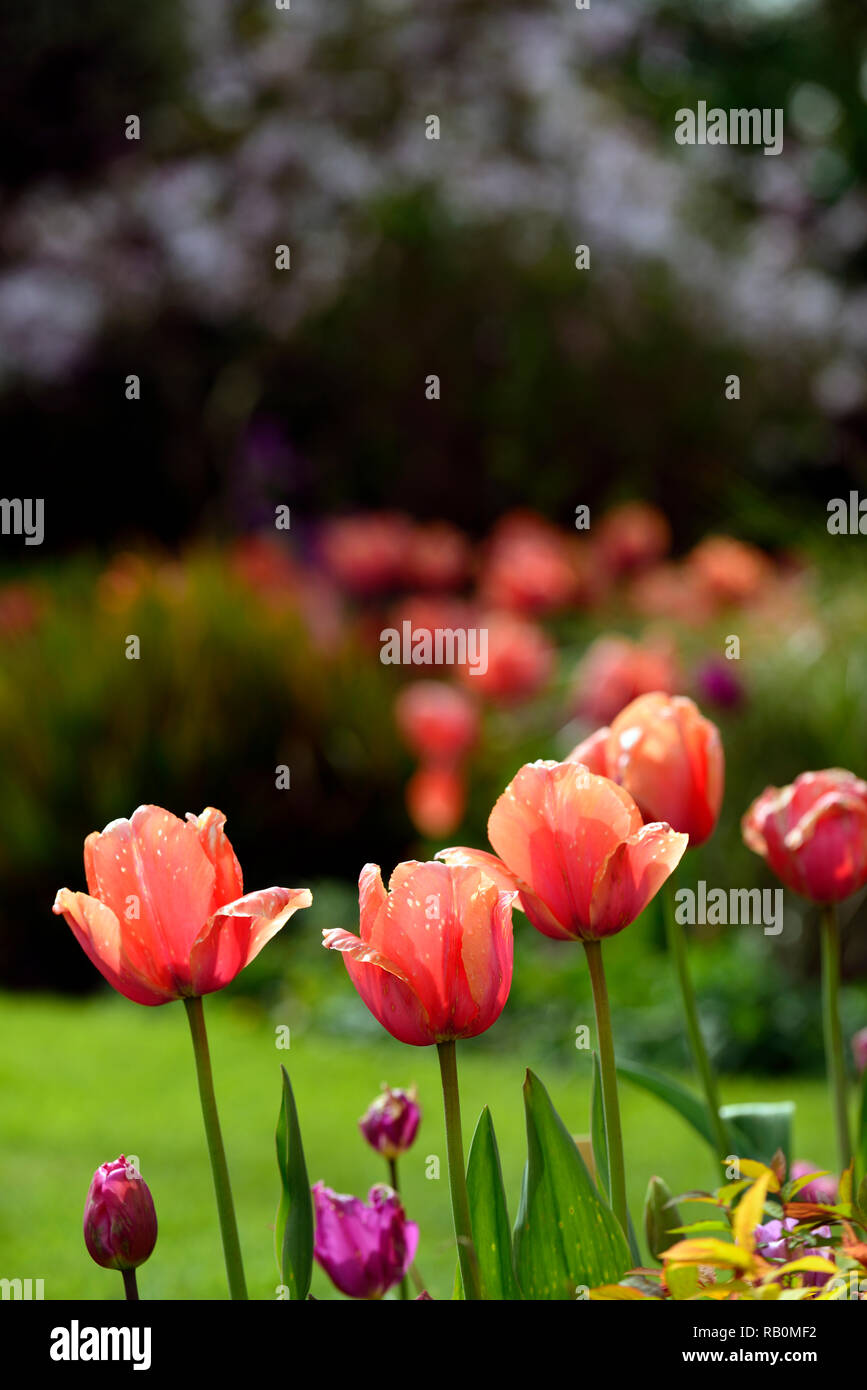 tulipa menton,tulip menton,tulips,tulip,orange,red,peach,flower,flowers ...