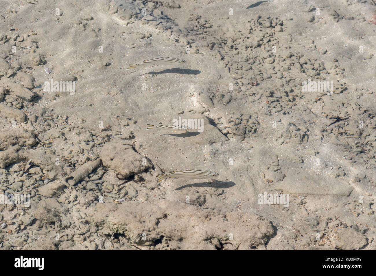 fish in clear water in shallow water. Surface of transparency sea with ...