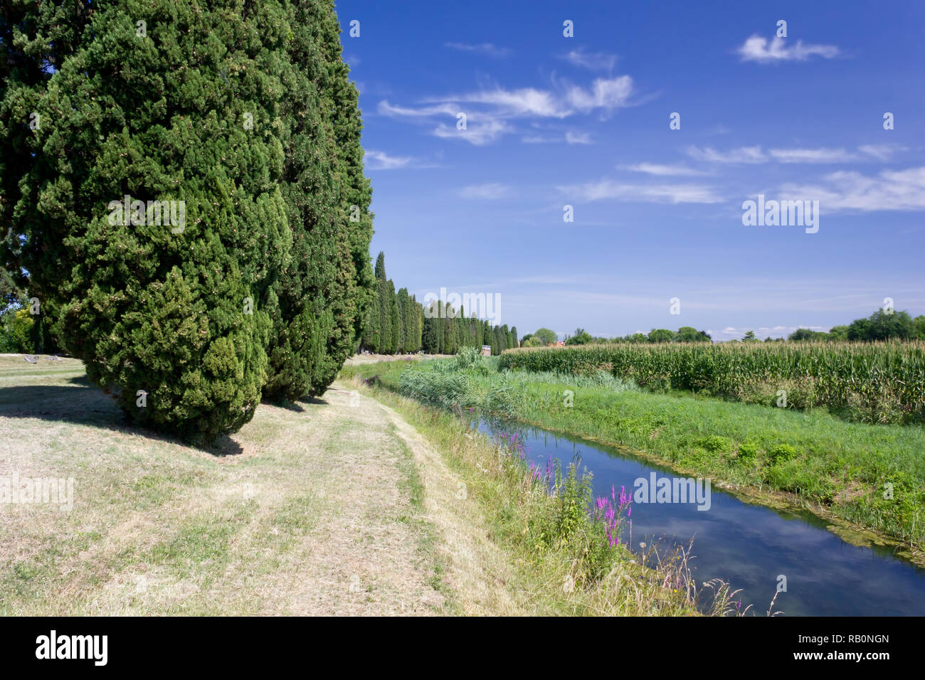 Cypress grass hi-res stock photography and images - Alamy