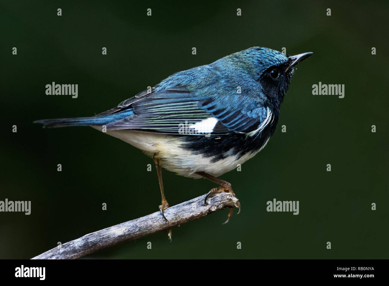 Black-throated blue warbler portrait up close Stock Photo - Alamy