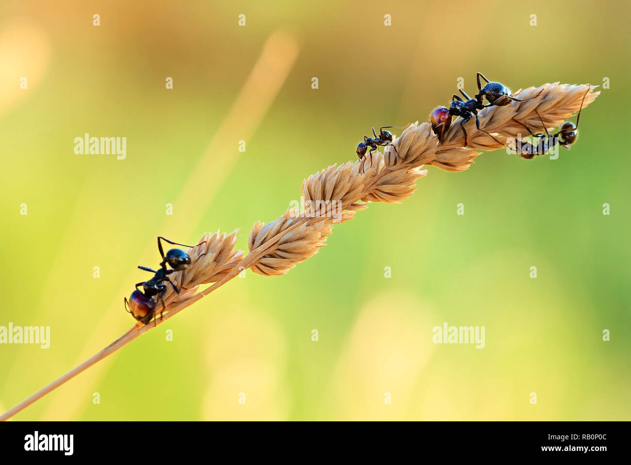 Ants harvesting food on a spike Stock Photo - Alamy