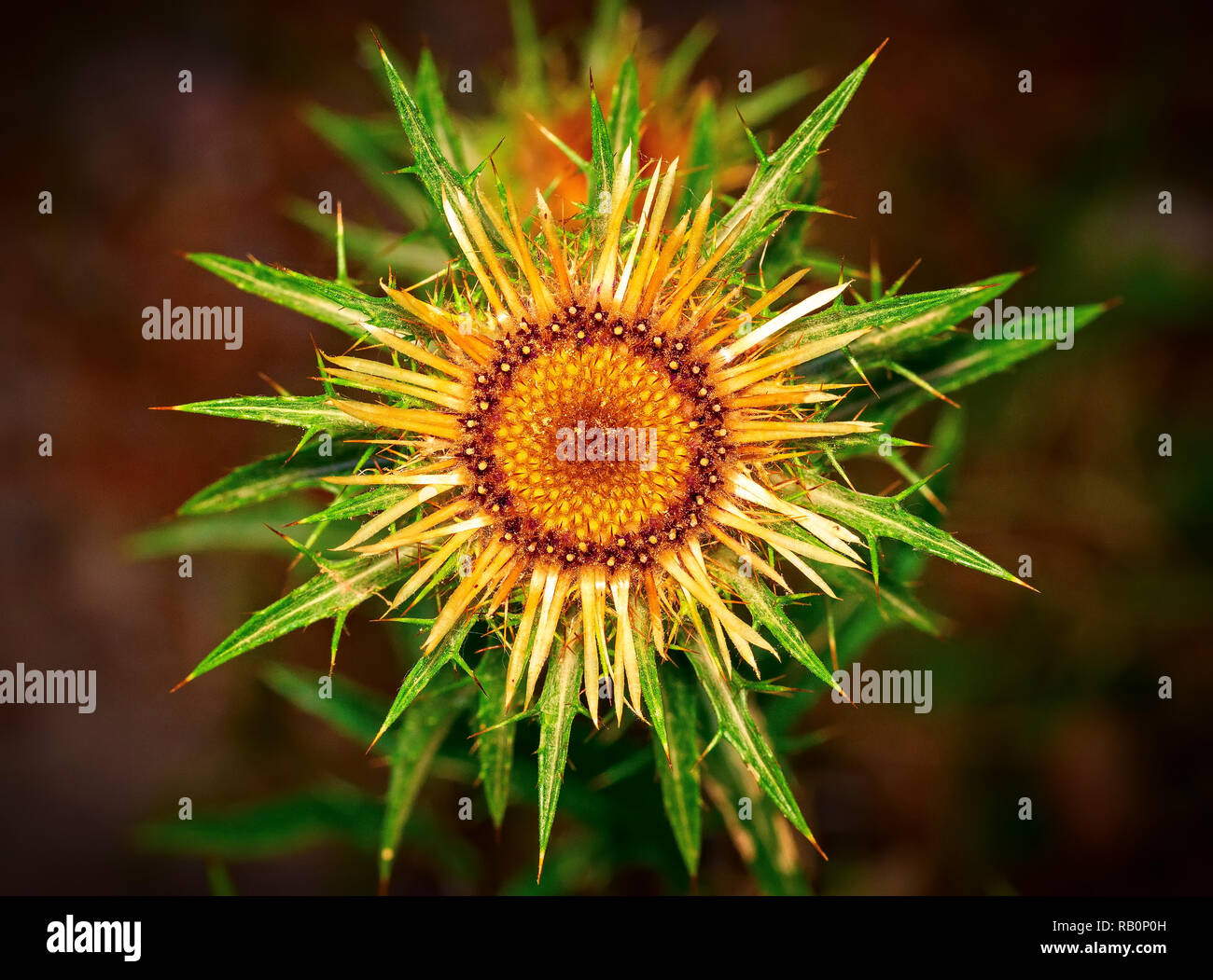 Planta de cardo hi-res stock photography and images - Alamy