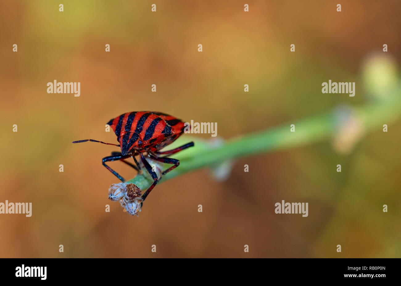 The end of the branch hi-res stock photography and images - Alamy