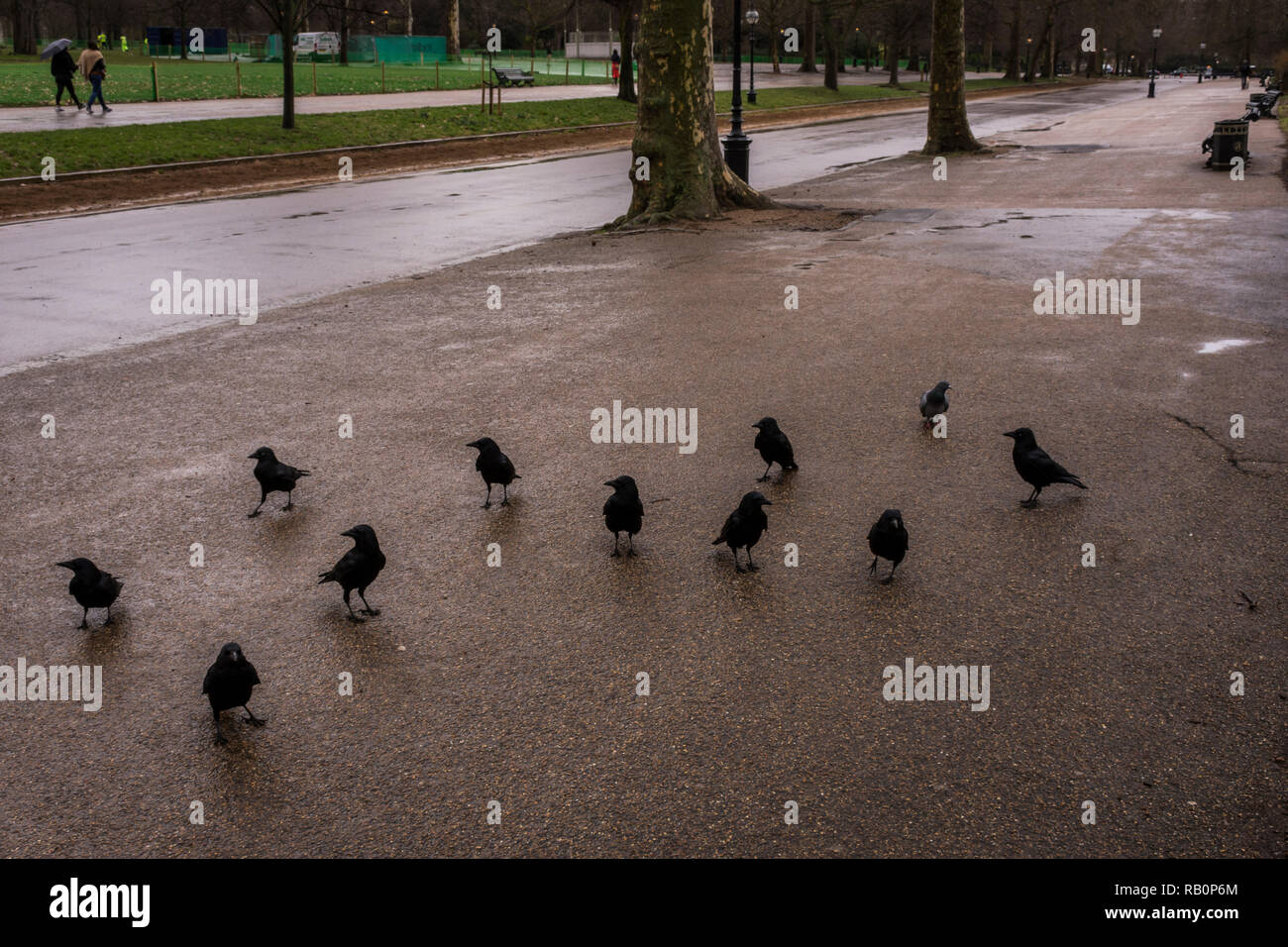 Carrion crows in Hyde Park, London Stock Photo - Alamy