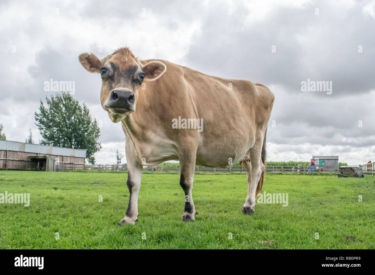 Female cow hi-res stock photography and images - Alamy