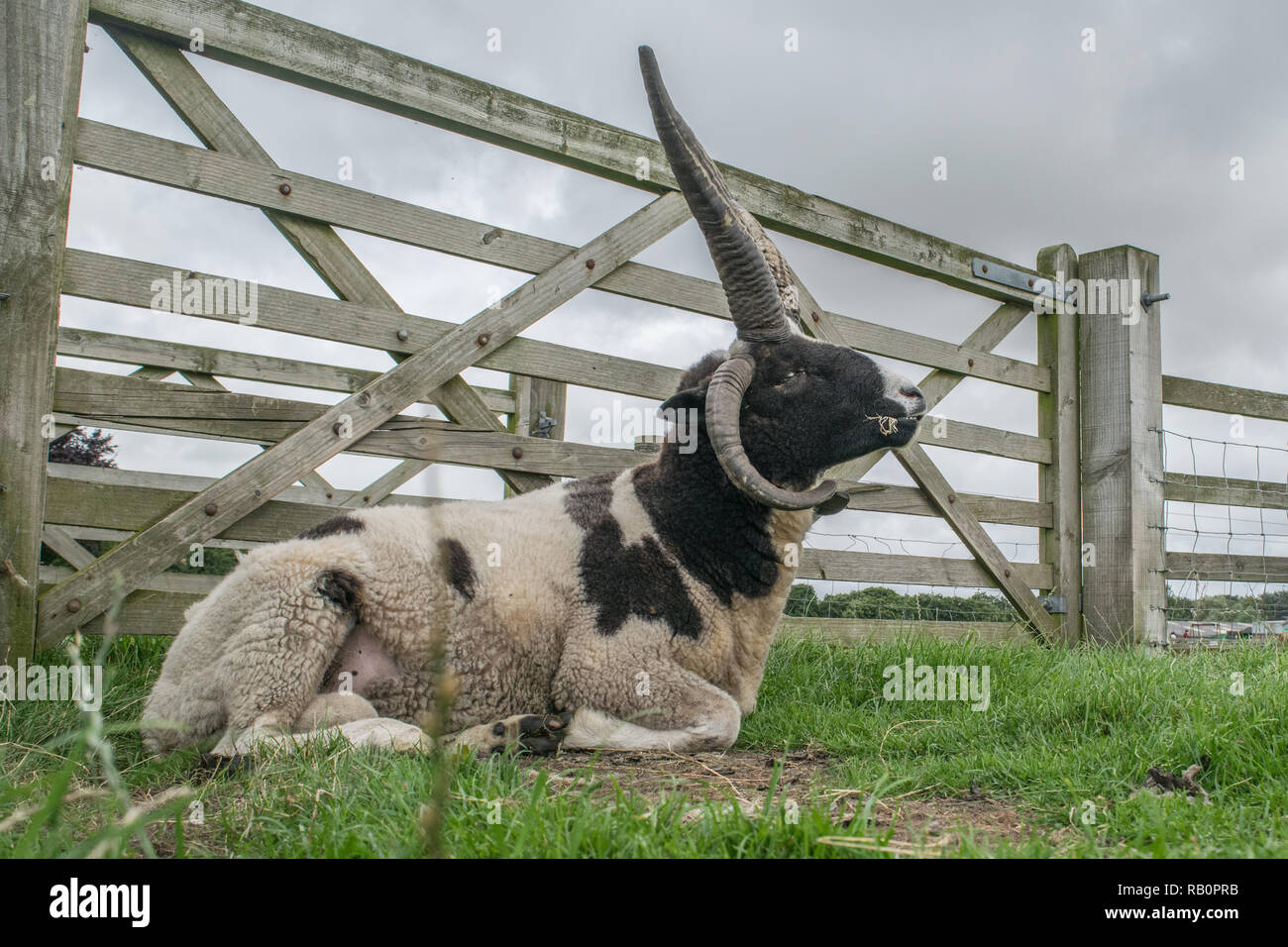 Ram on a farm, Adult male sheep relaxing in the grass, UK Stock Photo ...