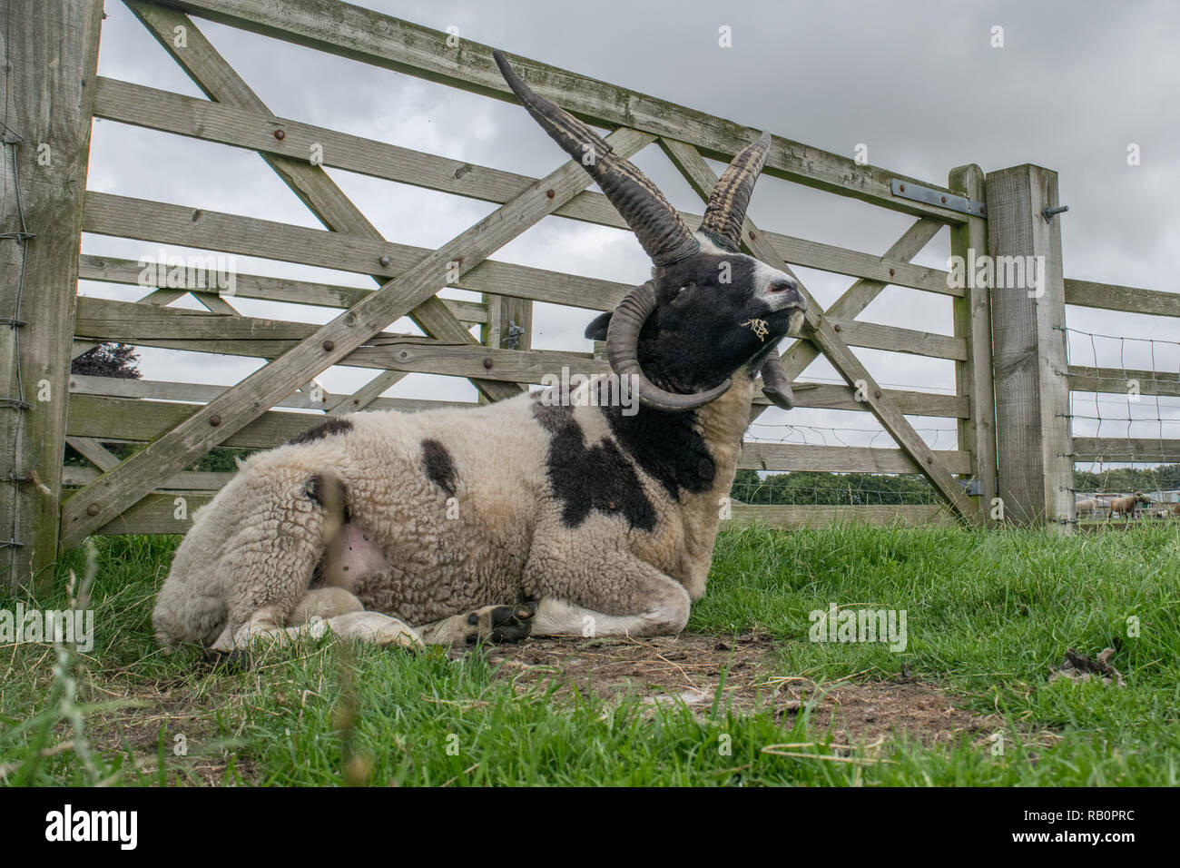 Adult male sheep hi-res stock photography and images - Alamy