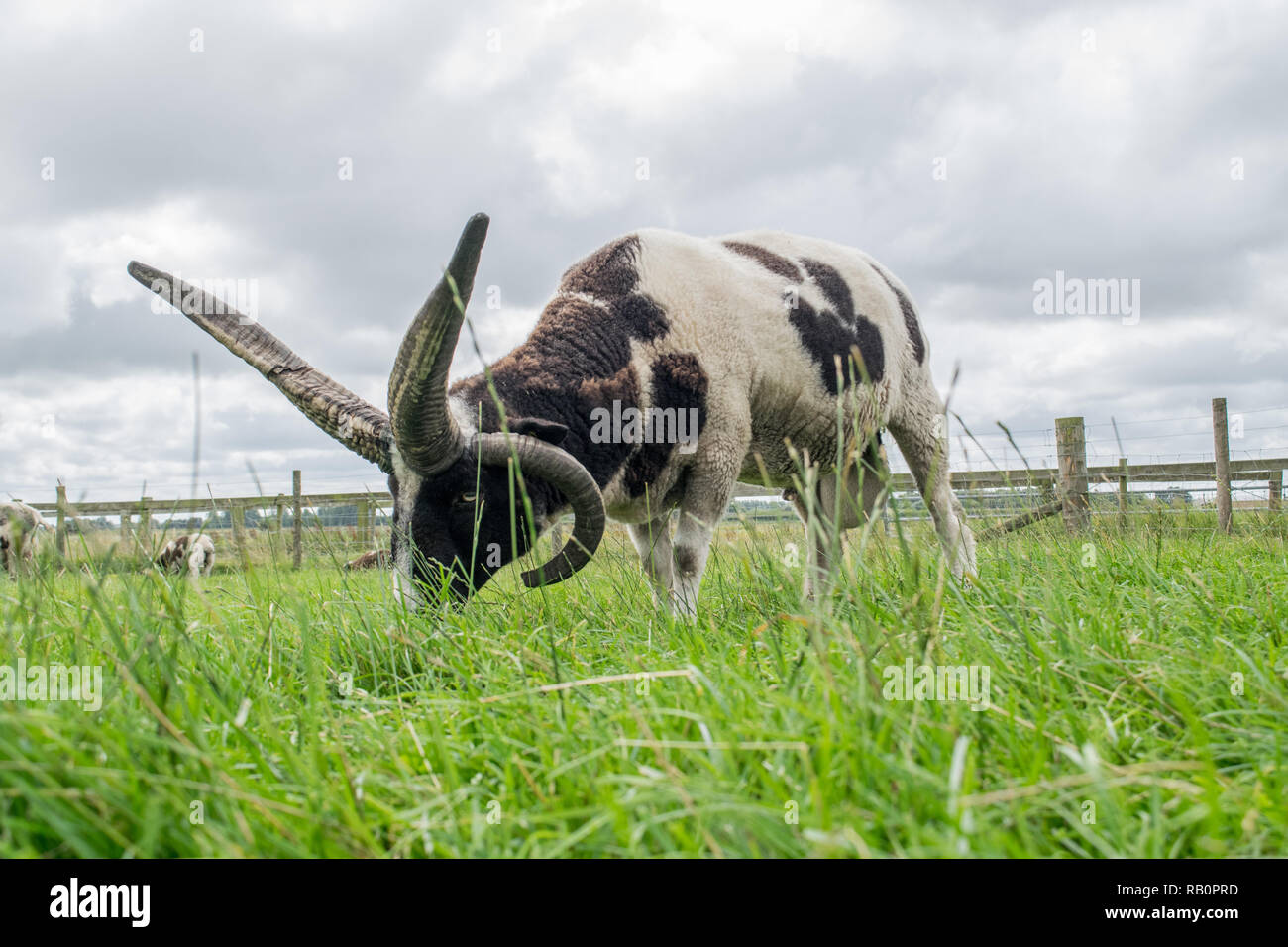 Adult male sheep hi-res stock photography and images - Alamy
