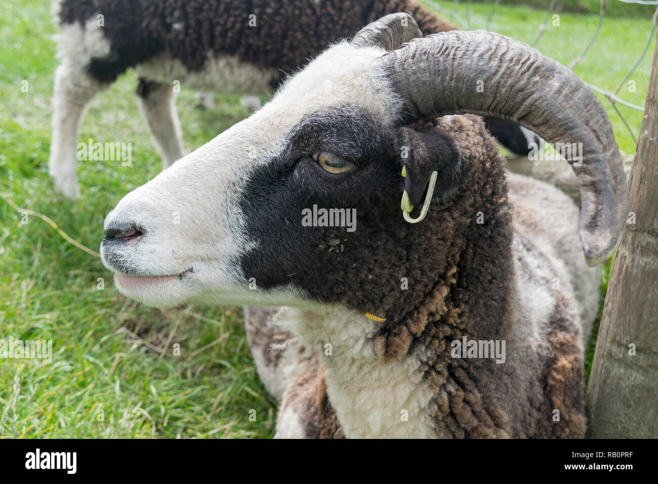 Adult male sheep hi-res stock photography and images - Alamy