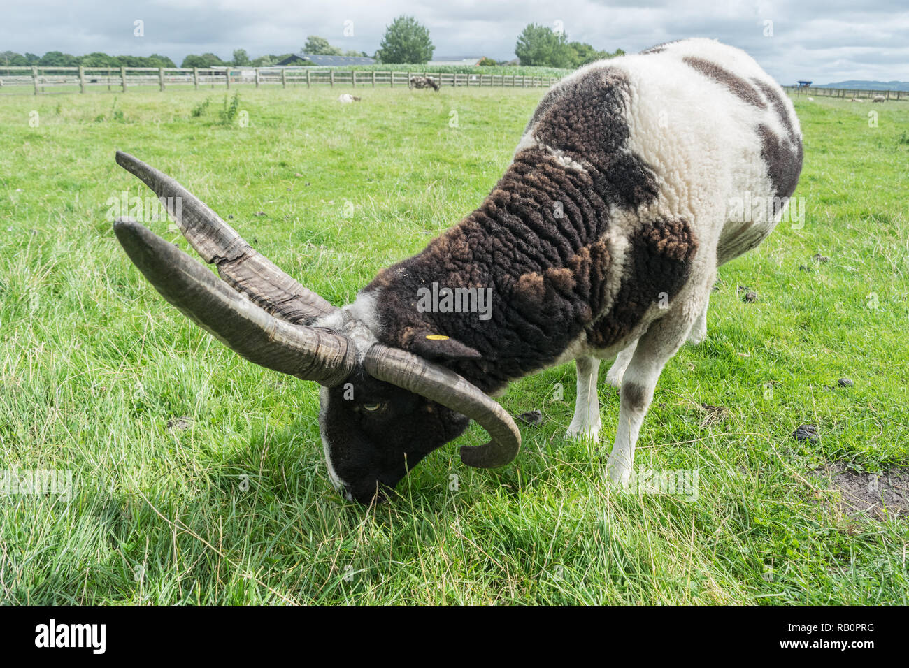 Adult male sheep hi-res stock photography and images - Alamy