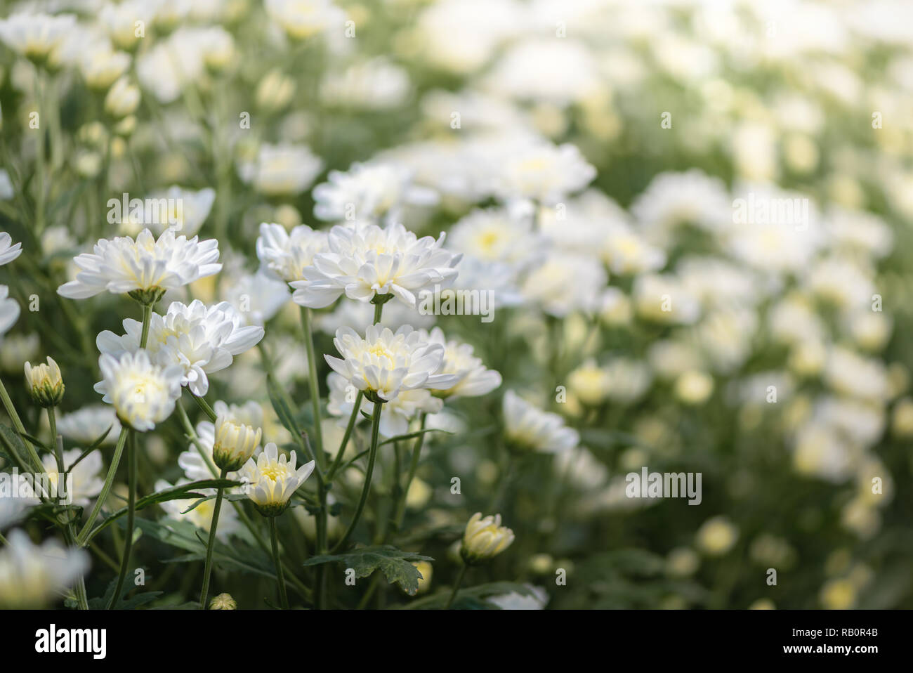 Small white chrysanthemum flower hi-res stock photography and images ...