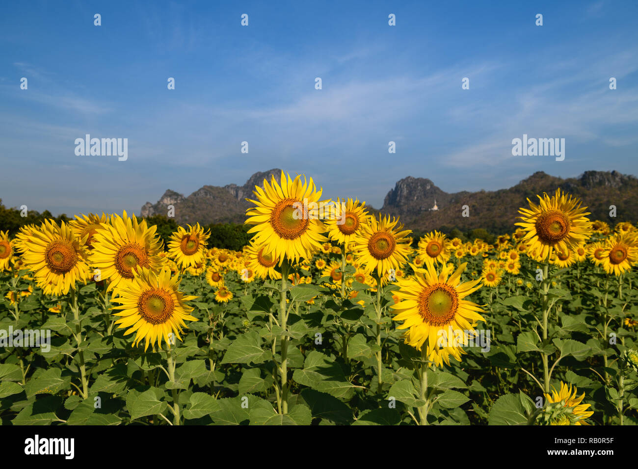 Sunflowers field farm on mouthain and blue sky in Lop buri , beautiful ...
