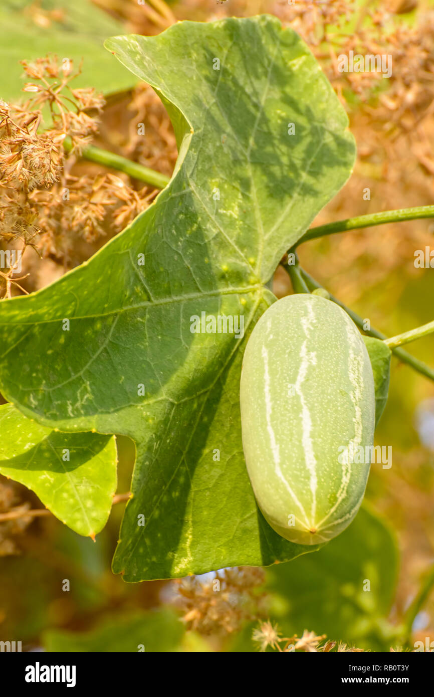 Coccinia grandis on a tree on nature background Stock Photo - Alamy