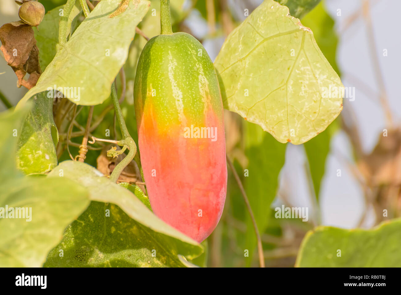 Coccinia grandis on a tree on nature background Stock Photo - Alamy