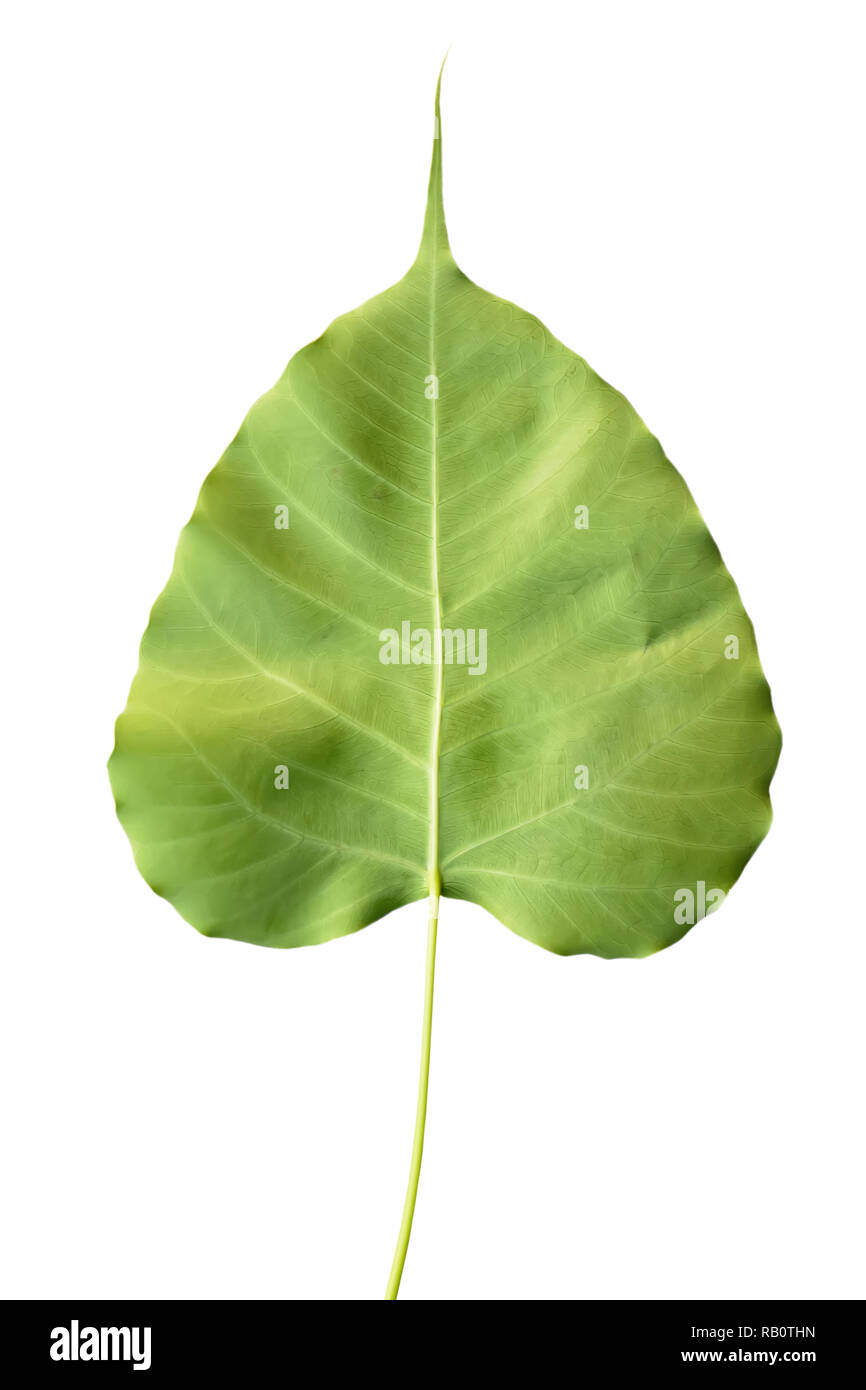 The rear cordate leaf on a white background Stock Photo - Alamy