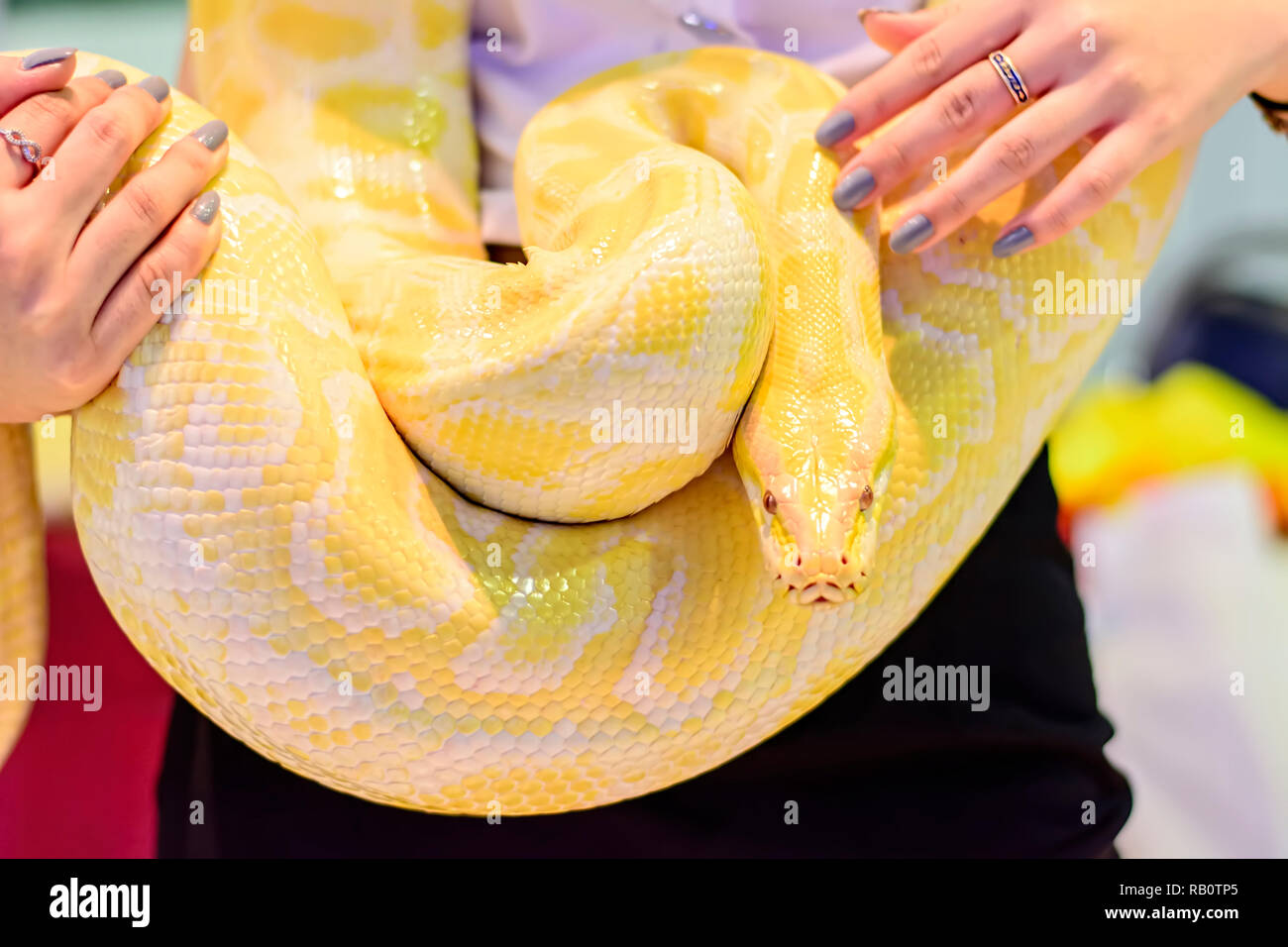 Albino Burmese python as a pet tame Stock Photo - Alamy