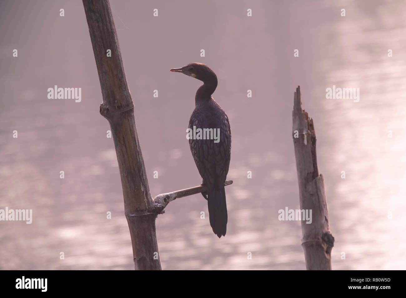 Little non breeding cormorant hi-res stock photography and images - Alamy