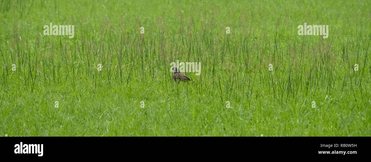 Searching insects hi-res stock photography and images - Alamy