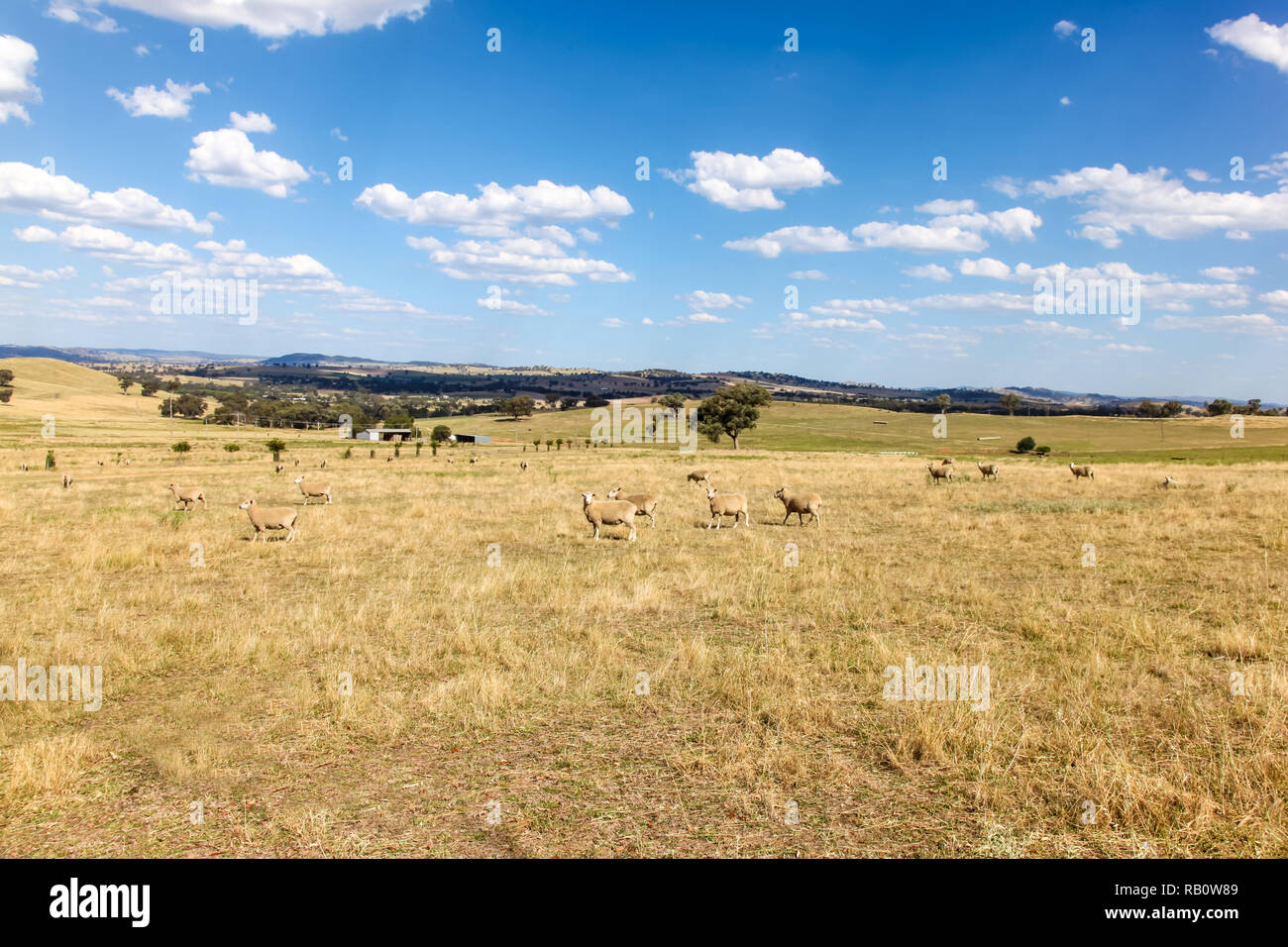 The Cowra area is famous for its sheep and crop farming. Cowra - New ...
