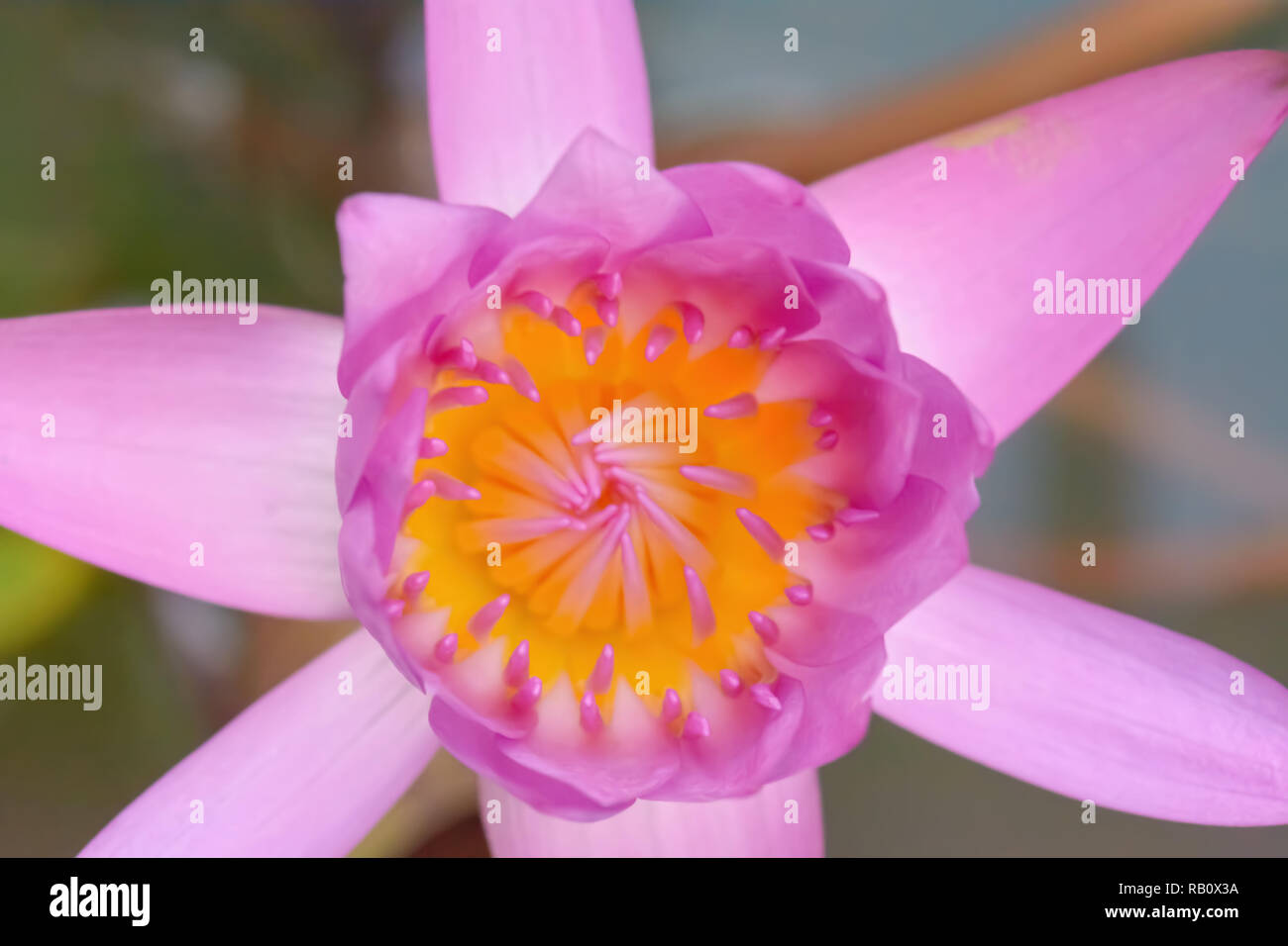 Lotus is many colors and beautiful in ponds Stock Photo - Alamy