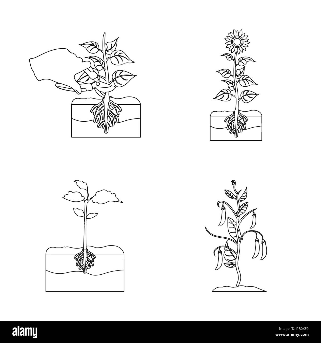 grow,root,cycle,development,seed,plant,bean,germinate,process,seedling ...